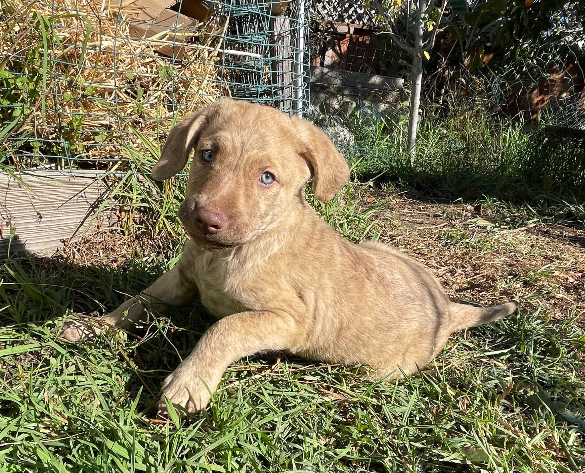 New Puppies Available in 2023 – Central California Chesapeake Bay ...